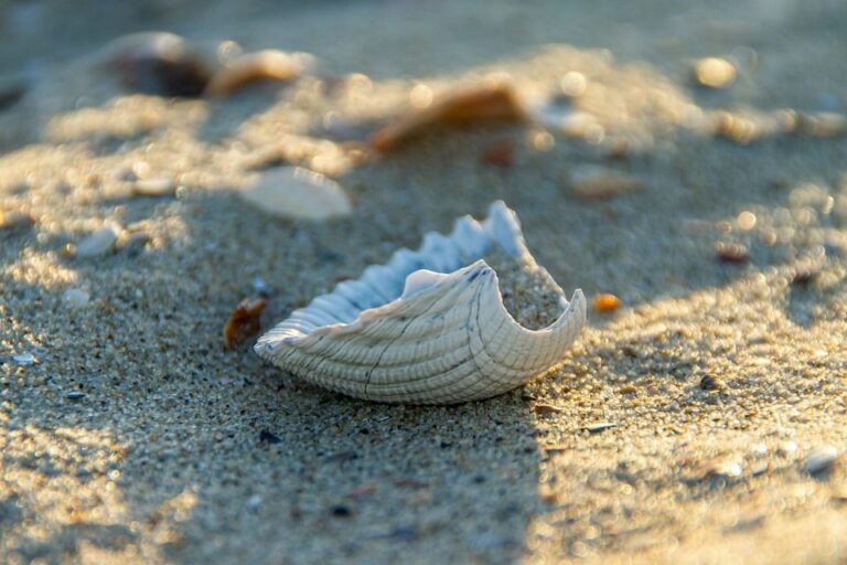 12 Best Shelling Beaches In Florida: Guide For Collectors